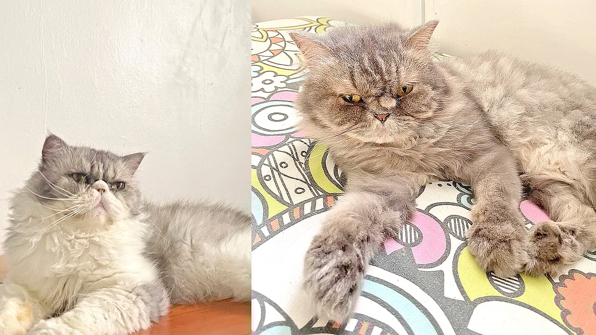 ‘Purr-fect’ books to read this Int’l Cat Day