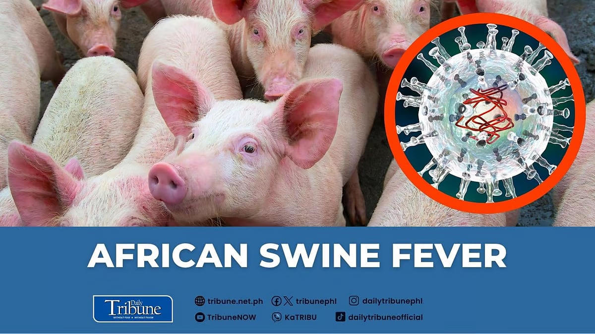 3 Cebu City brgys affected by ASF