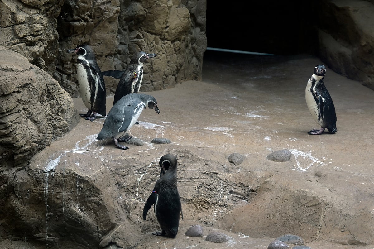 'Miracle' Japan penguin found two weeks after escape