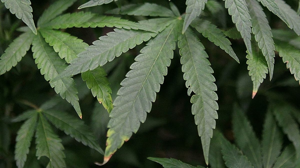 Robinhood Padilla Pushes Stiffer Regulation of Medical Cannabis Use