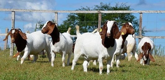 DA lifts American-imported goats’ ban
