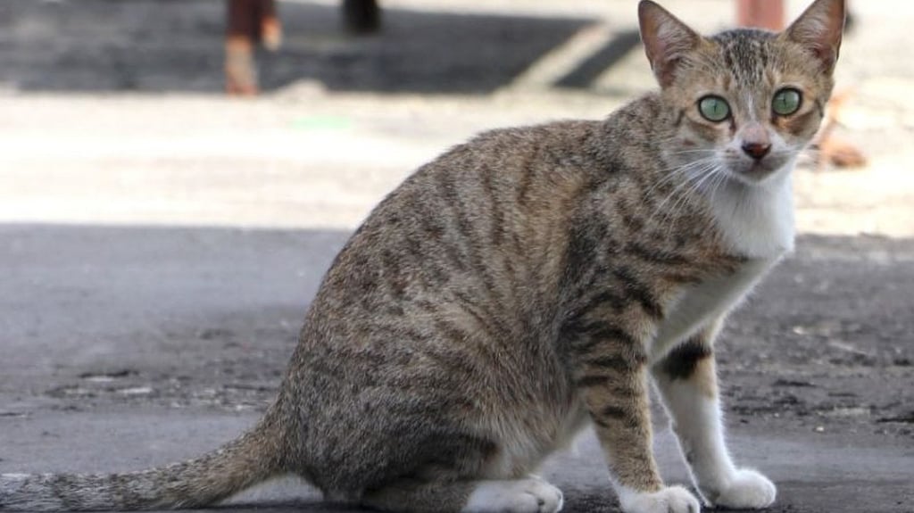 Community support poured in for ‘PIA’ cat who survived a near-fatal ...