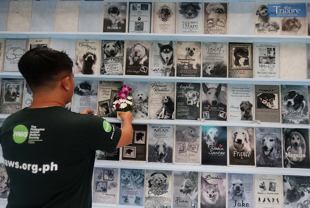 Beyond the rainbow bridge: How to honor deceased pets around Metro Manila