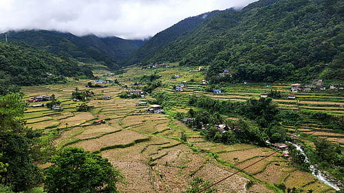 Tuwali Ifugao communities of Hungduan keep traditional post-harvest ...