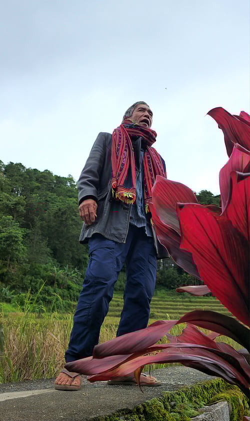 Tuwali Ifugao communities of Hungduan keep traditional post-harvest ...