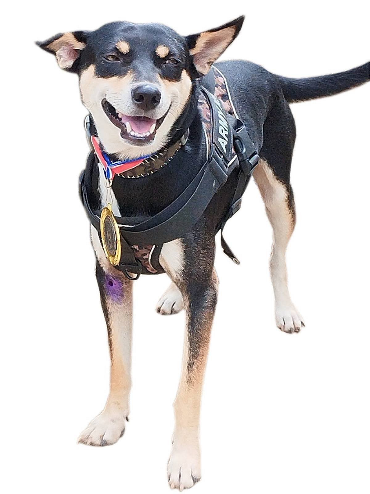 VISCOM Honors Heroic K9 Itum for Key Role in Negros Security Operations