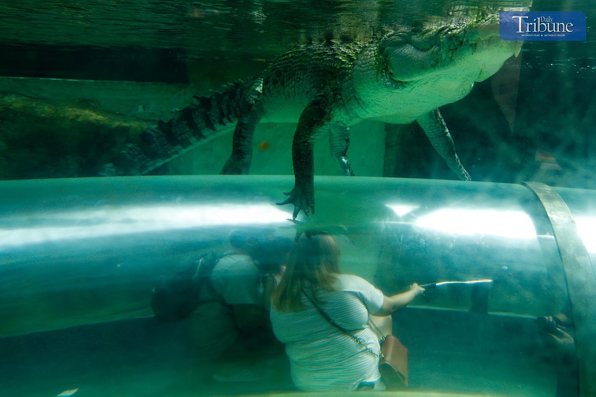 Explore the Philippines' First-Ever Biodome at Manila Ocean Park