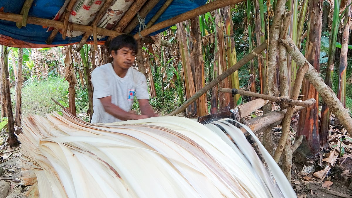 Abaca fiber emerges as plastic alternative