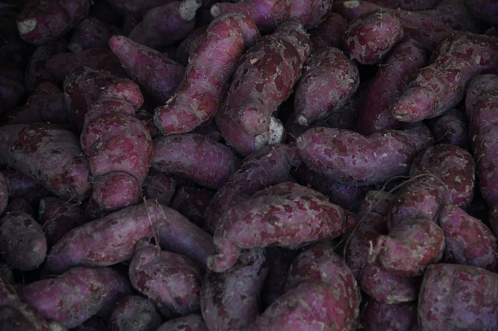 Moncada Kamote Festival: The sweet taste of resilience and tradition