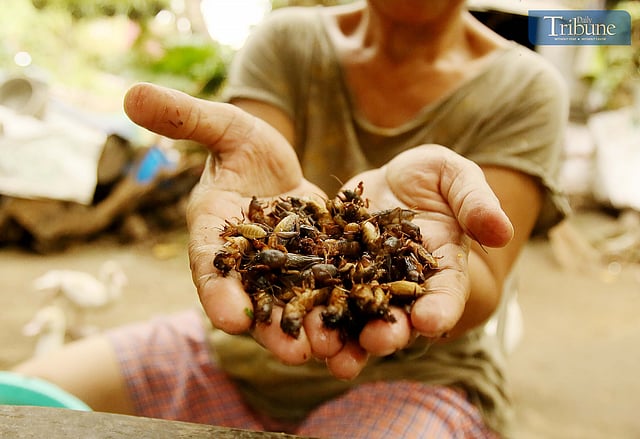 Ararawan/Kamaru: A Cultural Exploration of Tradition and Heritage