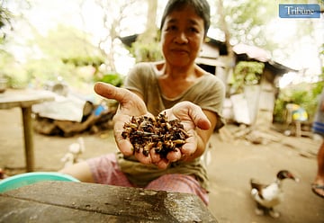 Ararawan/Kamaru: A Cultural Exploration of Tradition and Heritage