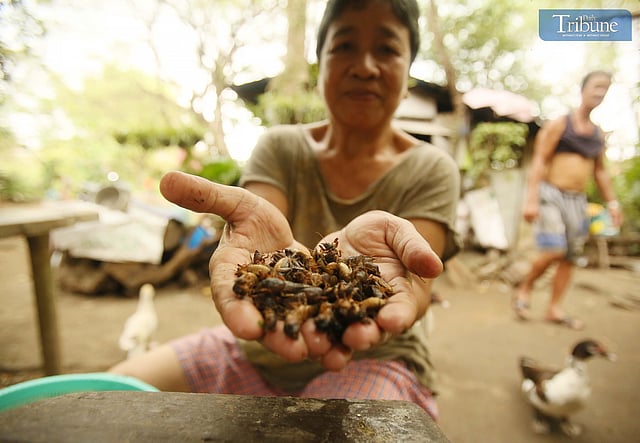 Ararawan/Kamaru: A Cultural Exploration of Tradition and Heritage