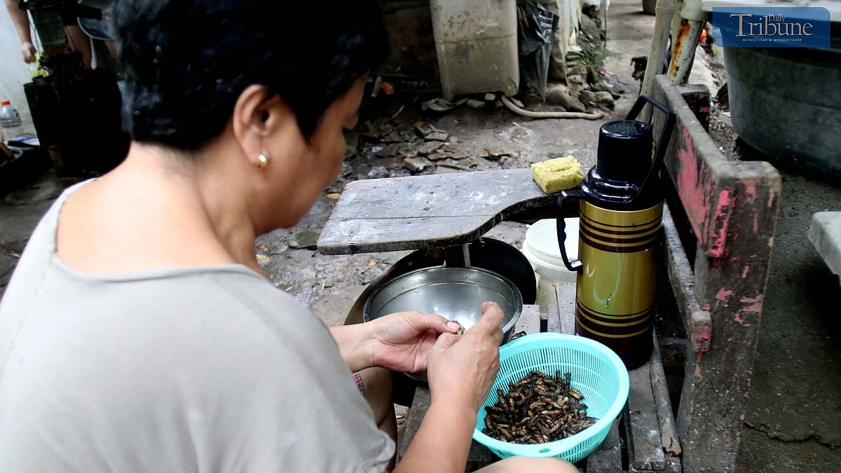 Ararawan/Kamaru: A Cultural Exploration of Tradition and Heritage