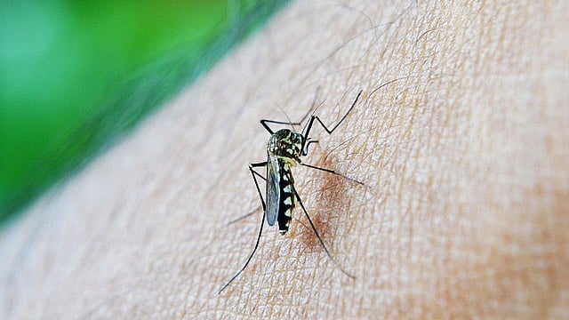 DOH reports drop in dengue cases in January 2026