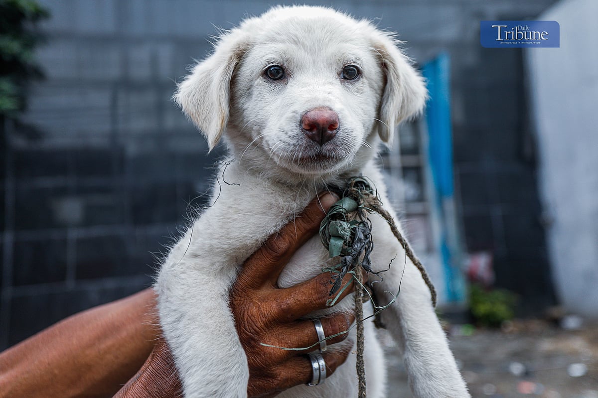 Finding Family on the Streets: The Story of Rolando and His Dog Whitey