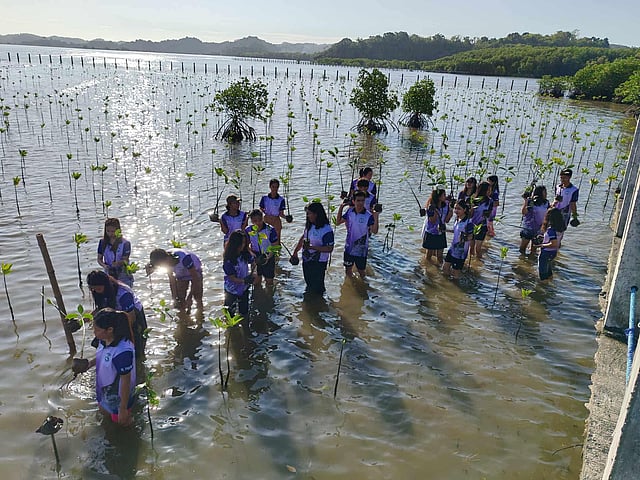 Pangasinan Champions Climate Adaptation with Mangroves, Mitigation, and ...