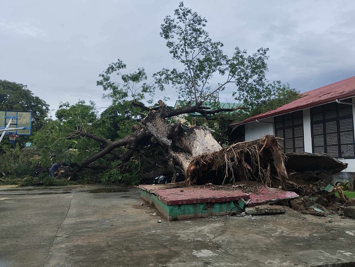 Rains uproot giant acacia tree