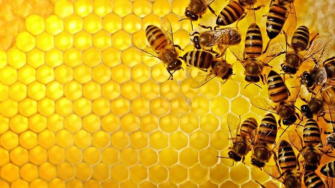 250M bees escape