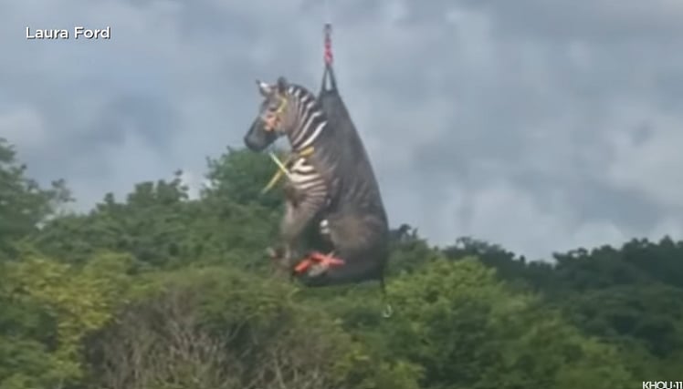 Runaway zebra caught, airlifted to safety