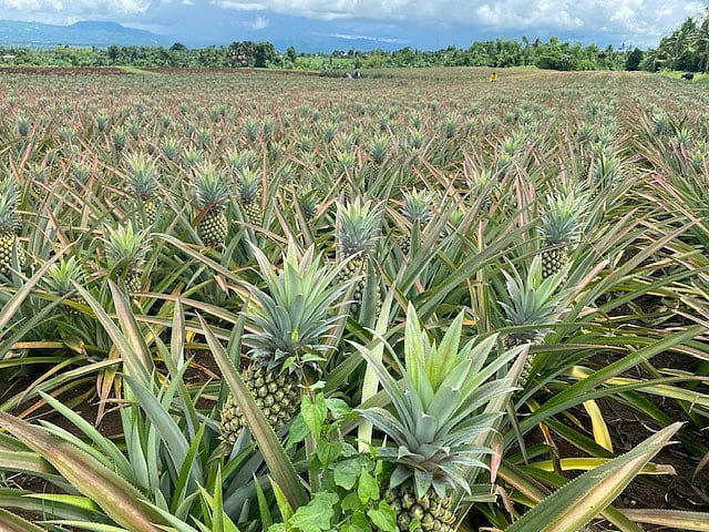 Ormoc rises: A city of Sweet pineapples and scenic wonders with a ...