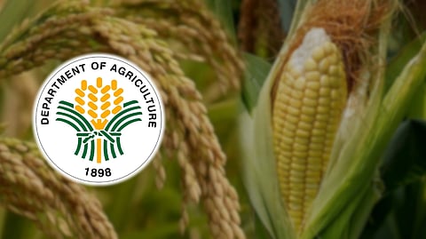 DA expects robust Q2 rice, corn growth