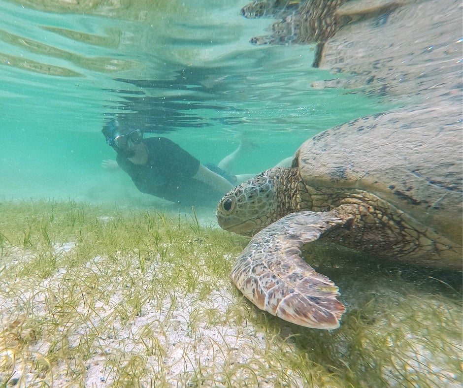 Shark Fin Bay MPA network earns Blue Park Award
