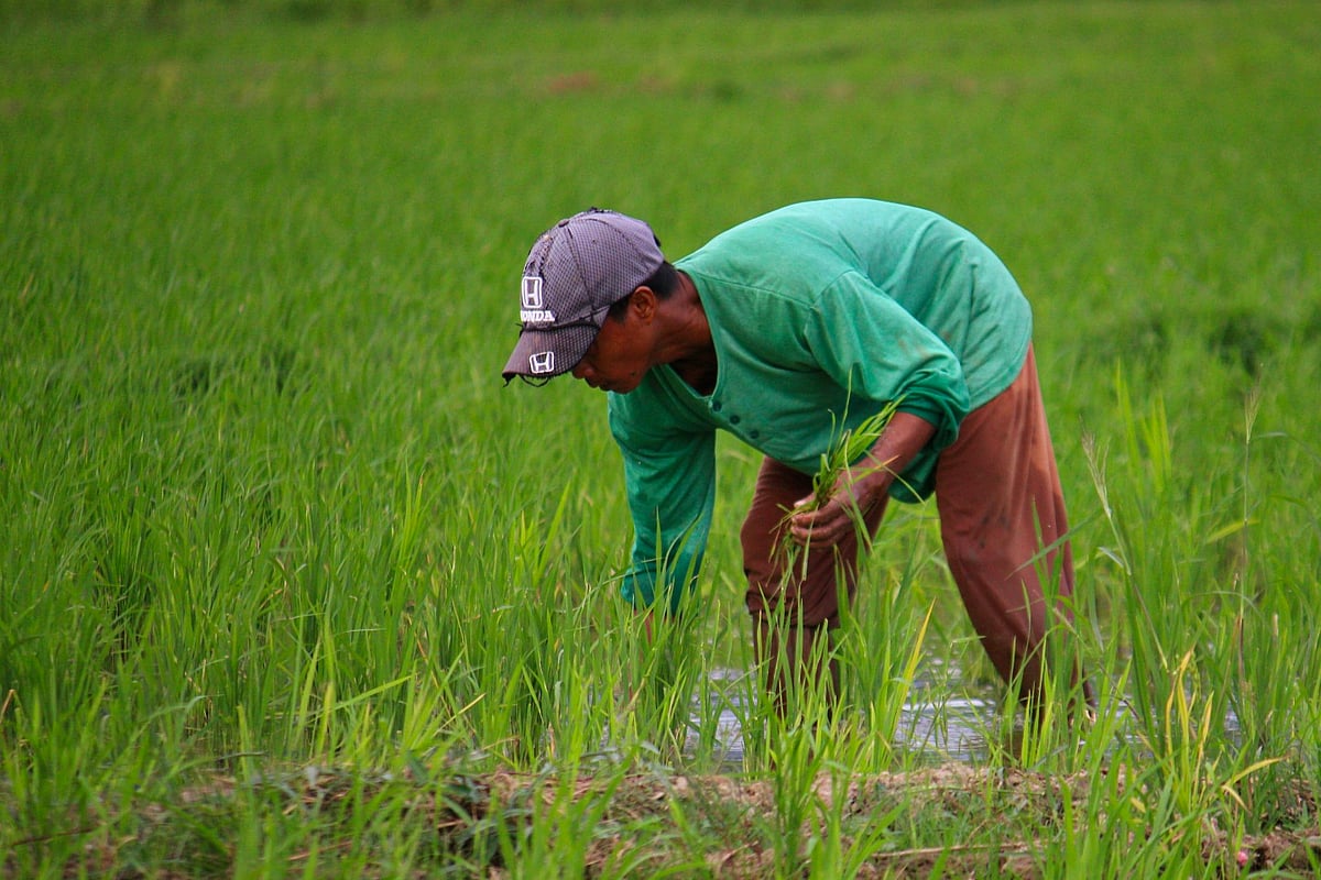 PhilRice eyes silicon mapping to help curb ‘dapang palay’