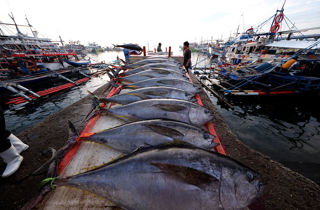From hook to barcode: The Philippines’ tuna traceability system