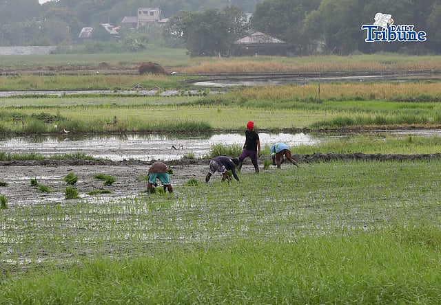 Rice planting