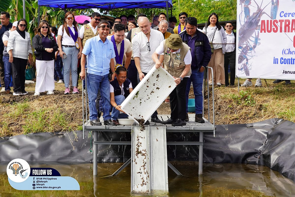 DA pilots Australian redclaw crayfish farming for Philippine aquaculture