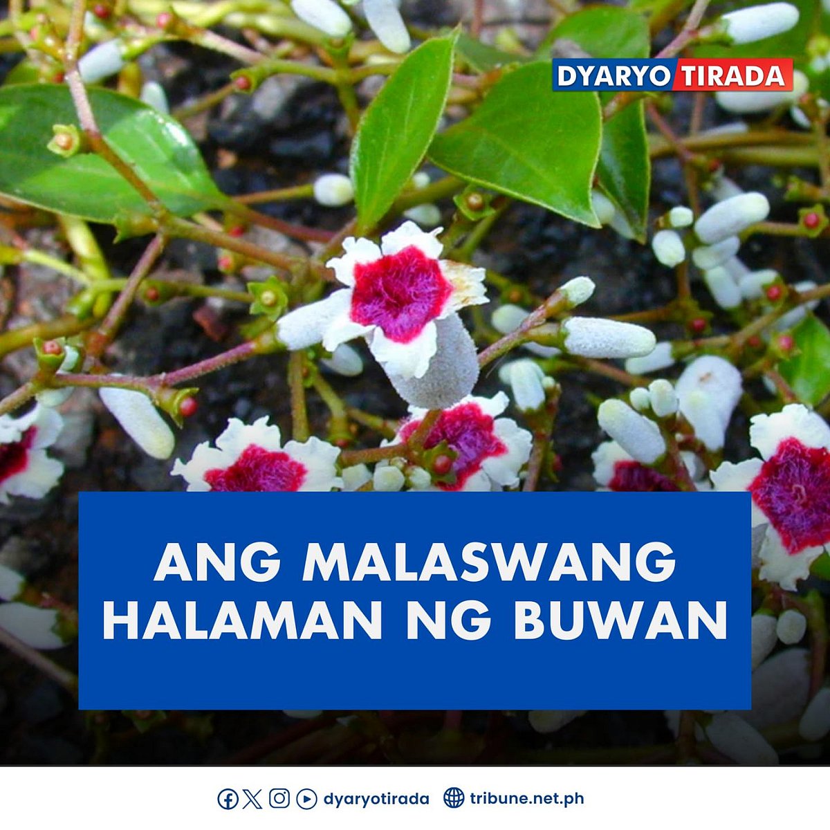 Kantutan, Plant of the Month sa Makiling, tinawanan ng netizens