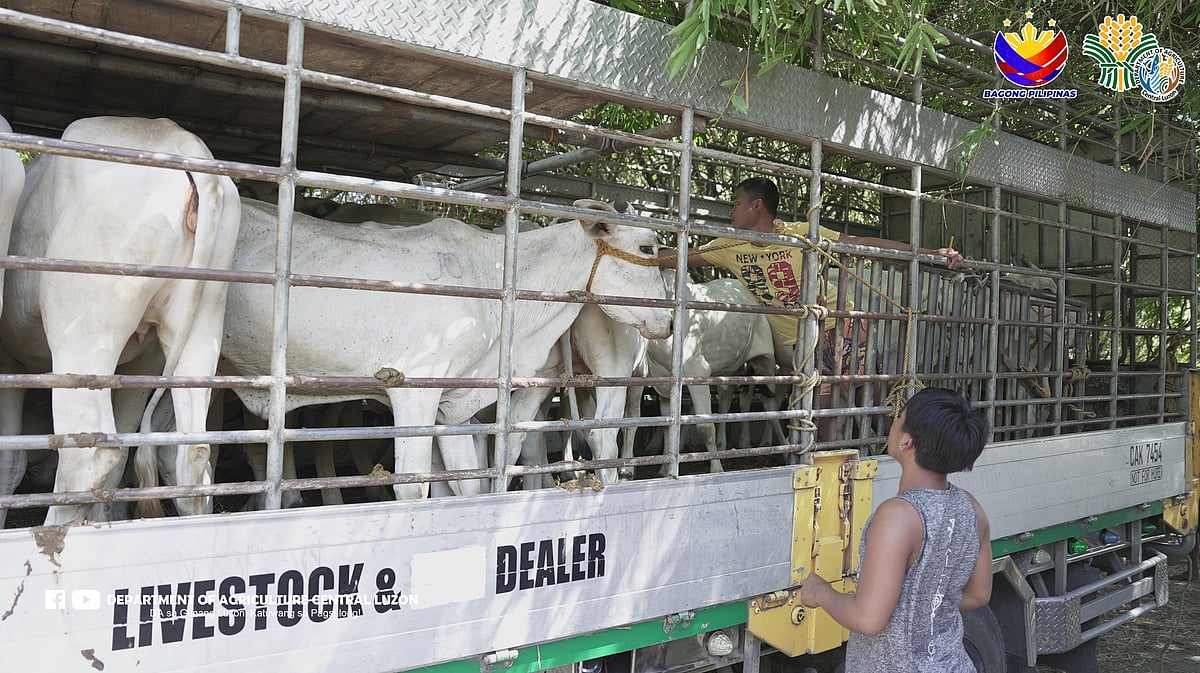 DA distributes 17 cows to Tarlac livestock farmers