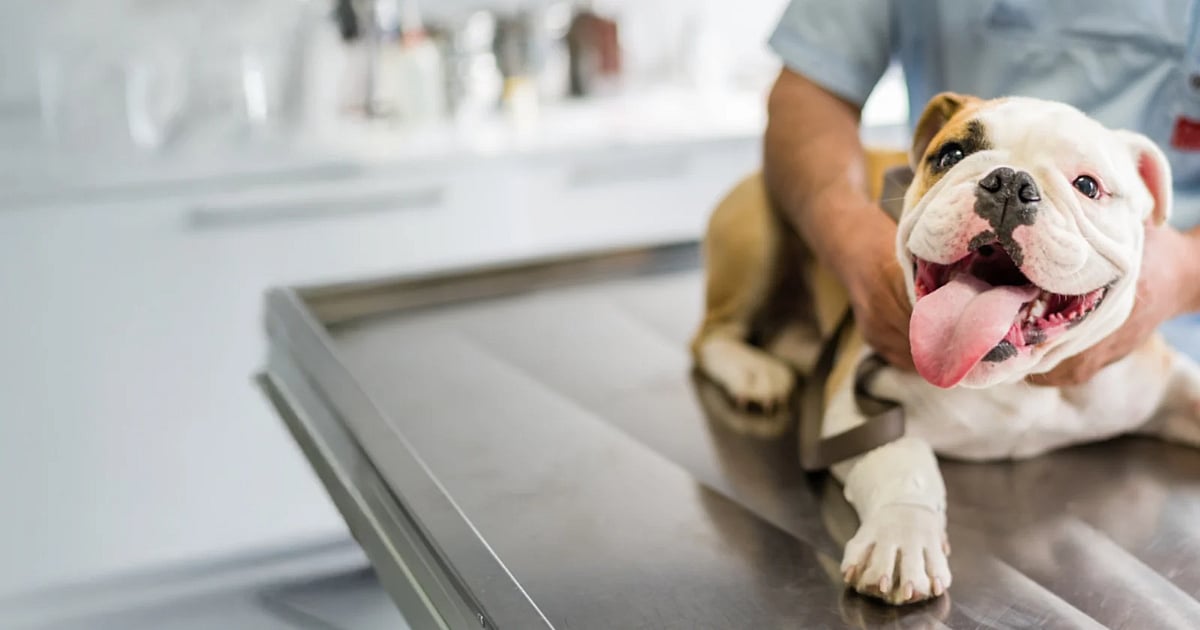 CDO to build veterinary clinic for free pet care