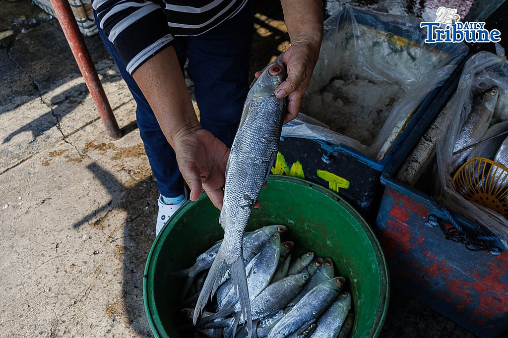 Cardona Fish Port a 'ghost town' as Laguna de Bay's worsening water ...