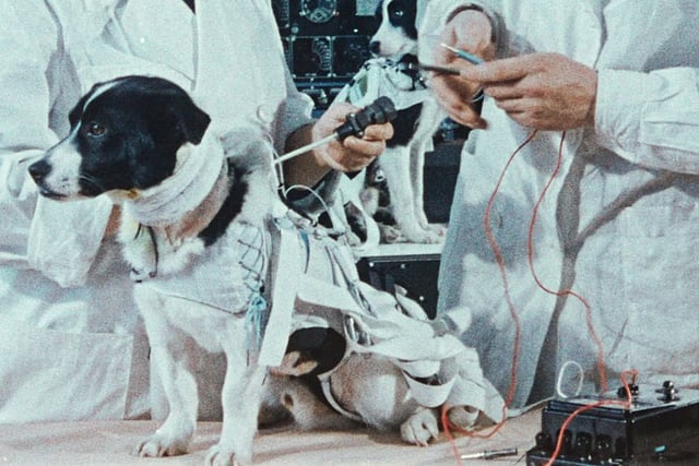 Laika went to space and taught humanity how to come home