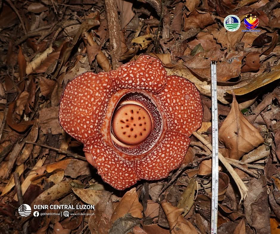 Rare Rafflesia lagascae Rediscovered in Bulacan’s DRT Forests ...