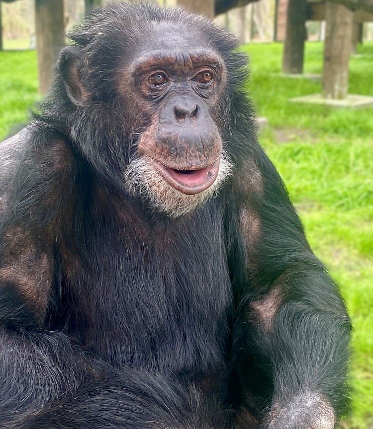 Bubbles, Michael Jackson's chimpanzee, finds life at sanctuary