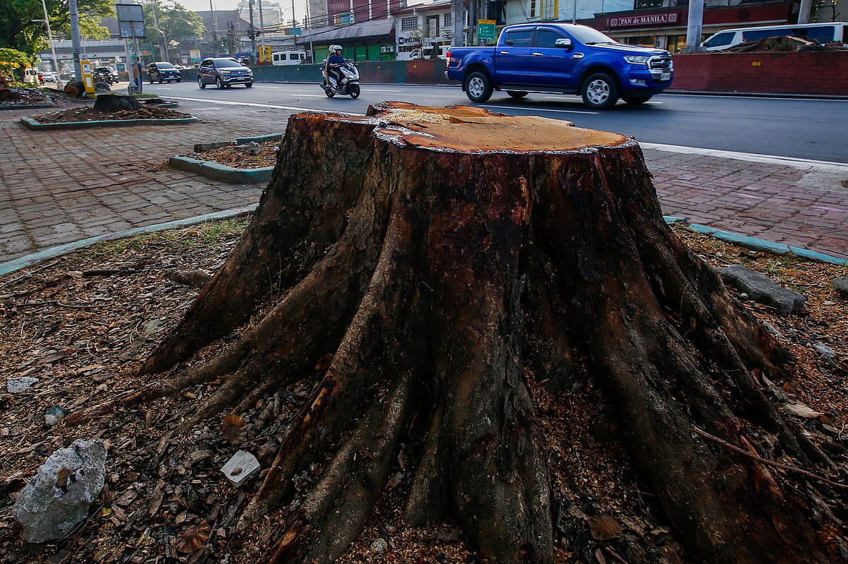 Critics slam Quirino Avenue tree removal