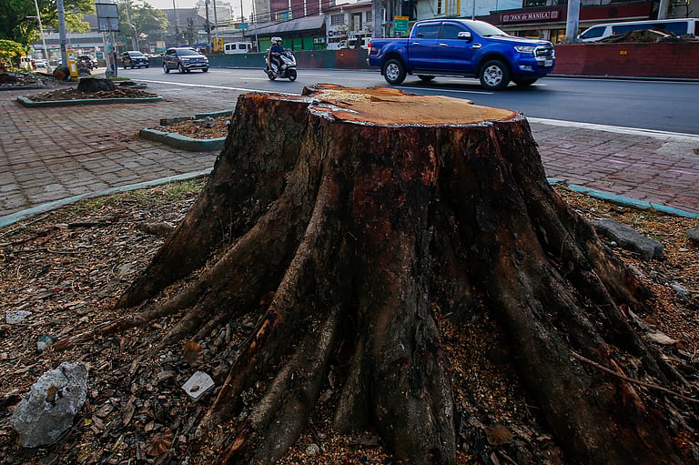 DENR Defends Regulated Tree-Cutting for Palawan Berong Nickel Project ...