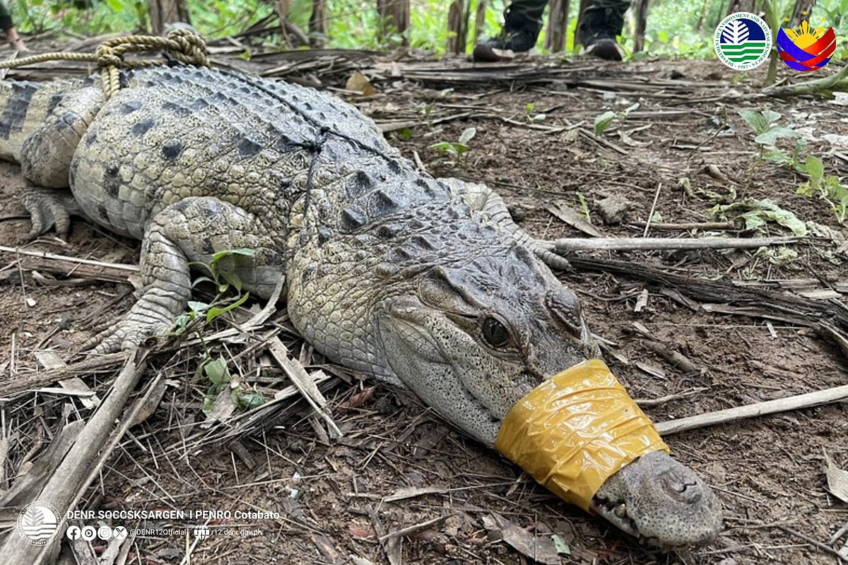 Philippine Freshwater Crocodile Rescued in Kidapawan City Creek ...