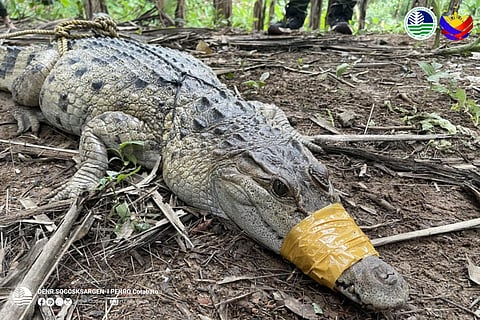Philippine Freshwater Crocodile Rescued in Kidapawan City Creek ...
