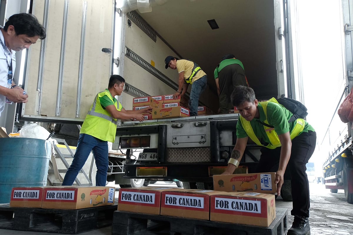 Philippine Carabao Mangoes Make First Commercial Entry Into Canadian ...