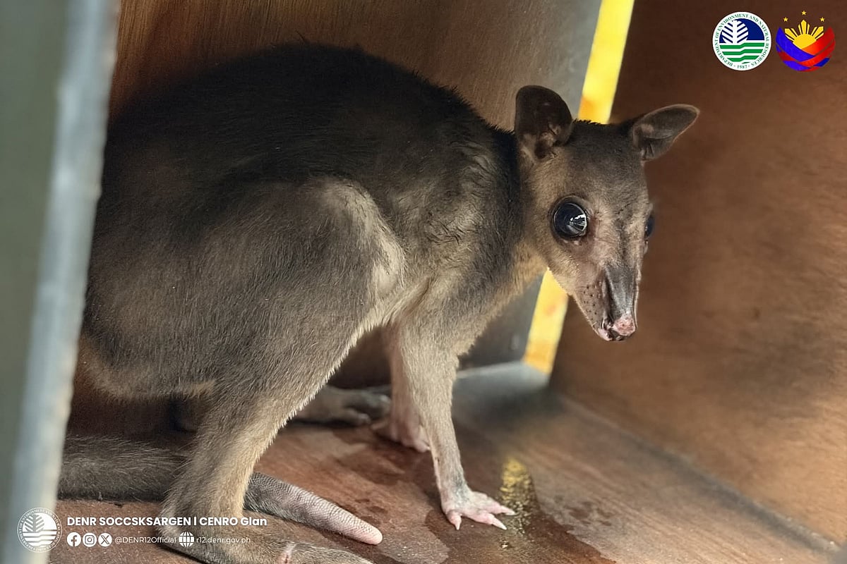53 Wildlife Animals Rescued in Sarangani Anti-Illegal Trade Raid, DENR ...