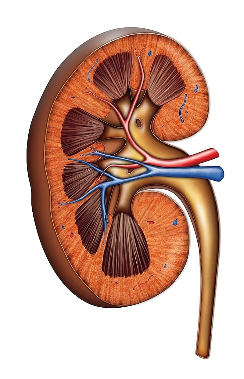 KIDNEY DISEASE: Diagnosis isn’t the beginning