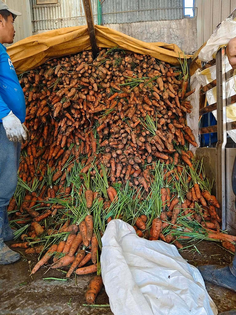 Imported Carrots Flood Philippine Markets, Slash Cordillera Farm-Gate ...