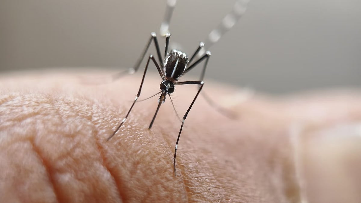 Tuba town dengue cases surge 50%