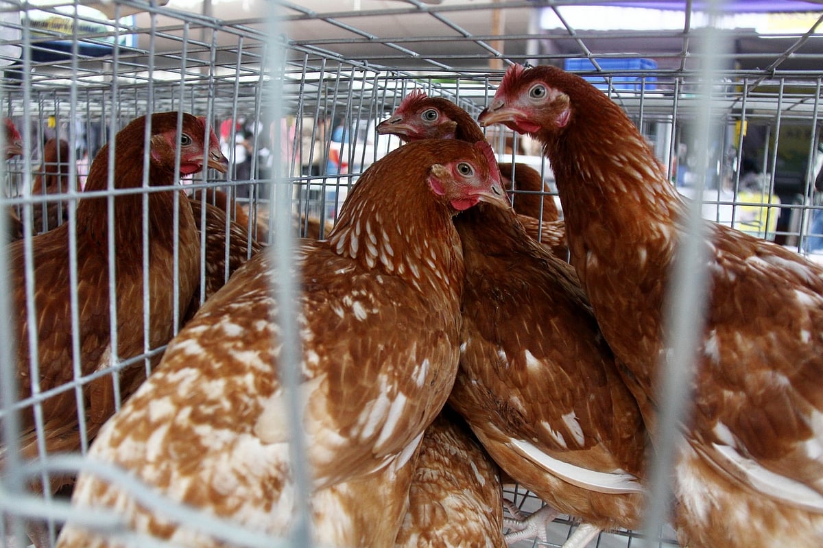 Malaysia's ban on chicken exports takes effect
