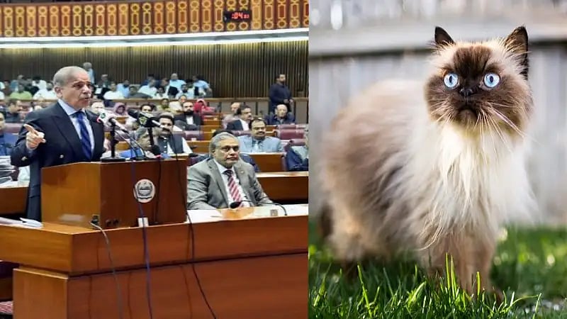 Pakistan to employ cats & deploy them in parliament over THIS reason ...
