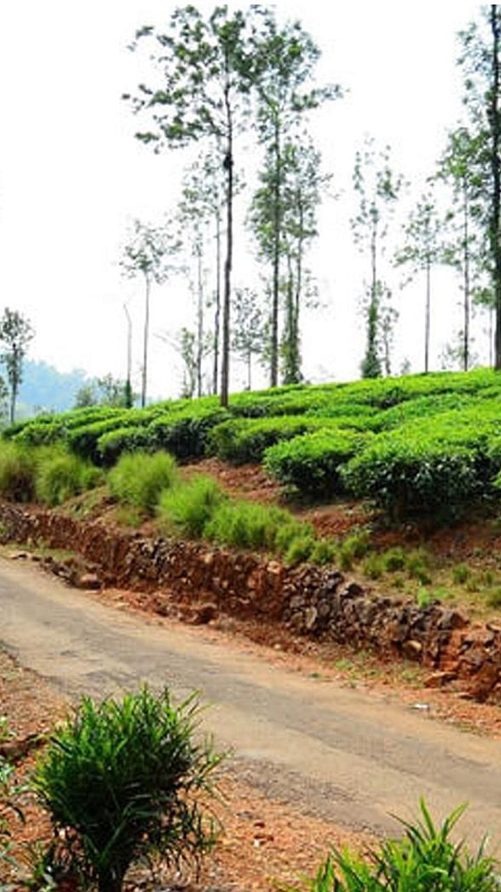 Pictures Of Most Beautiful Tea Plantation In India