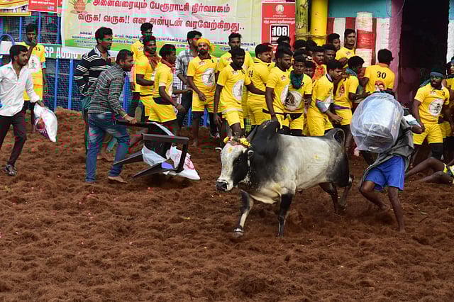 Palamedu Jallikattu 2024 Photo Album